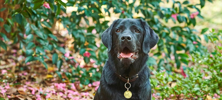"Life with Bailey is never dull!" | Guide Dogs WA