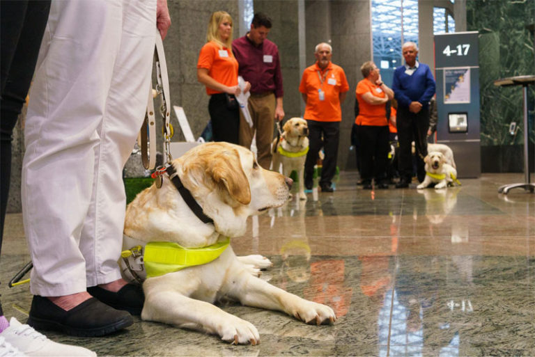 Guide Dog Graduation Ceremony | Guide Dogs WA