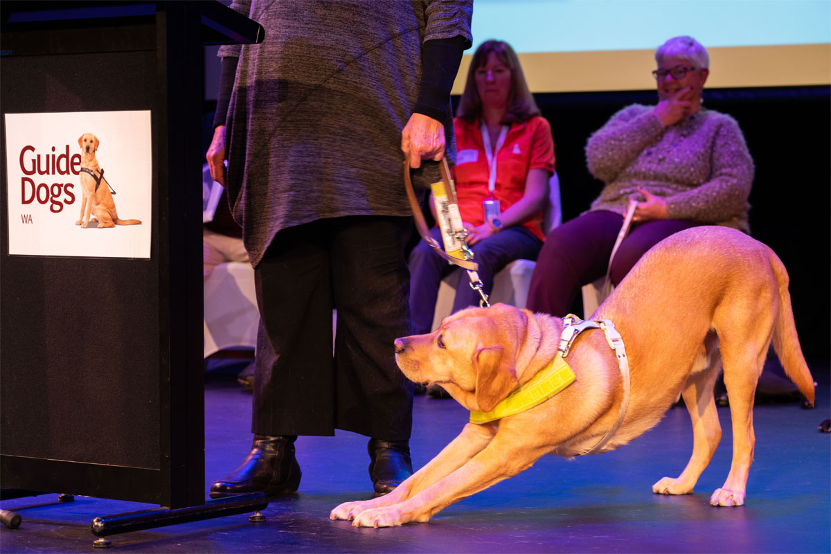 Guide Dog Graduation - June 2019 | Guide Dogs WA