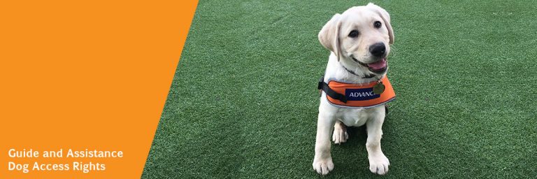 Guide & Assistance Dog Access Rights | Guide Dogs WA
