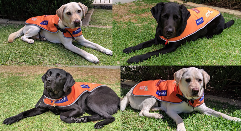 About Us - Guide Dogs WA