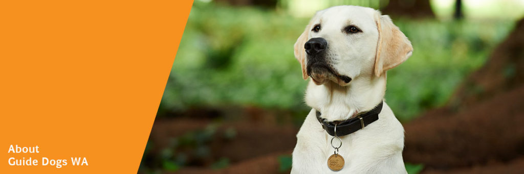 About Guide Dogs WA | Guide Dogs WA