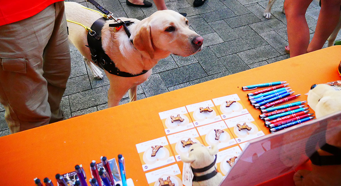 Guide Dogs WA - Guide & Assistance Dog Providers In WA