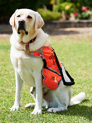 Guide & Assistance Dog Access Rights | Guide Dogs WA