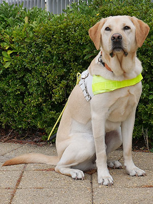 Guide & Assistance Dog Access Rights | Guide Dogs WA