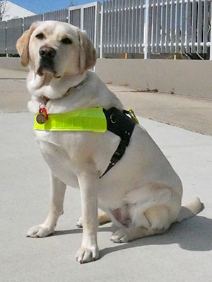 Guide & Assistance Dog Access Rights | Guide Dogs WA
