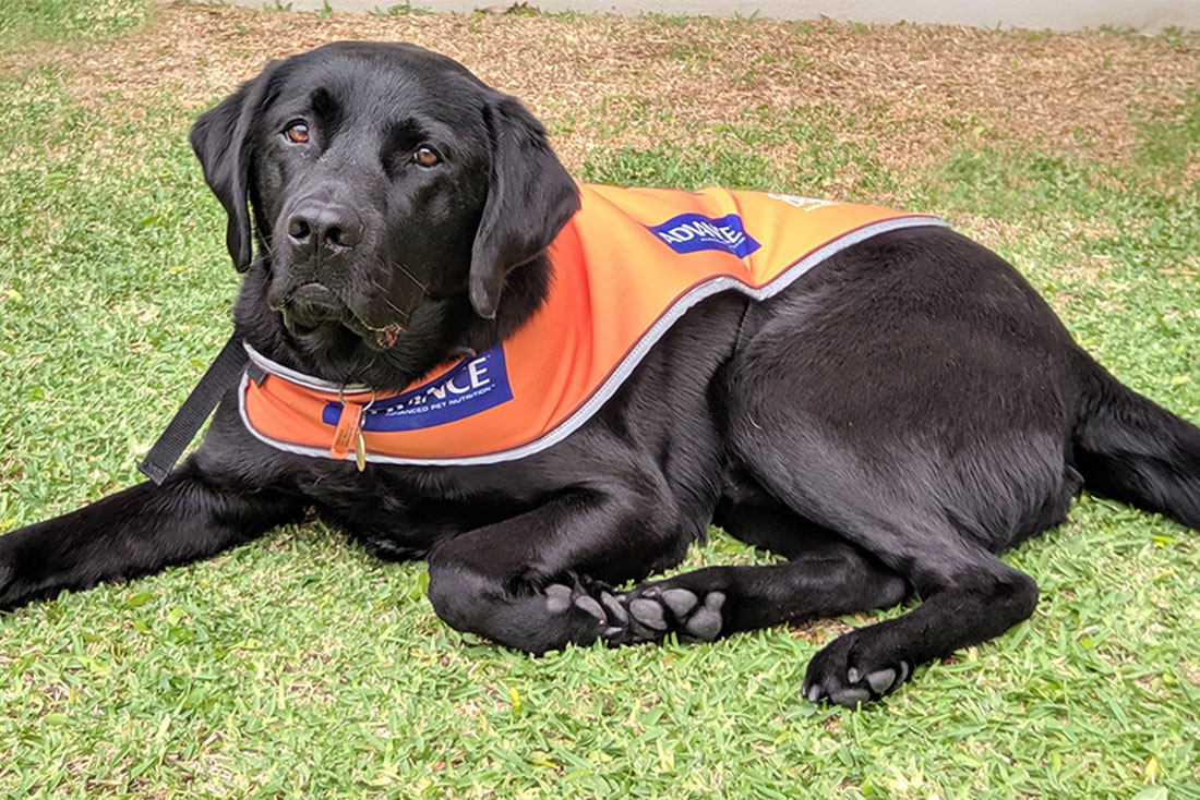 Meet The Ambassador Dogs! | Guide Dogs WA