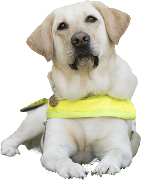 Guide Dogs WA - Guide & Assistance Dog Providers In WA