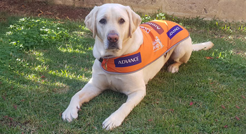 Meet The Ambassador Dogs! | Guide Dogs WA