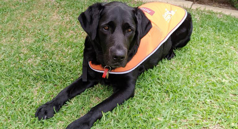 Meet The Ambassador Dogs! | Guide Dogs WA
