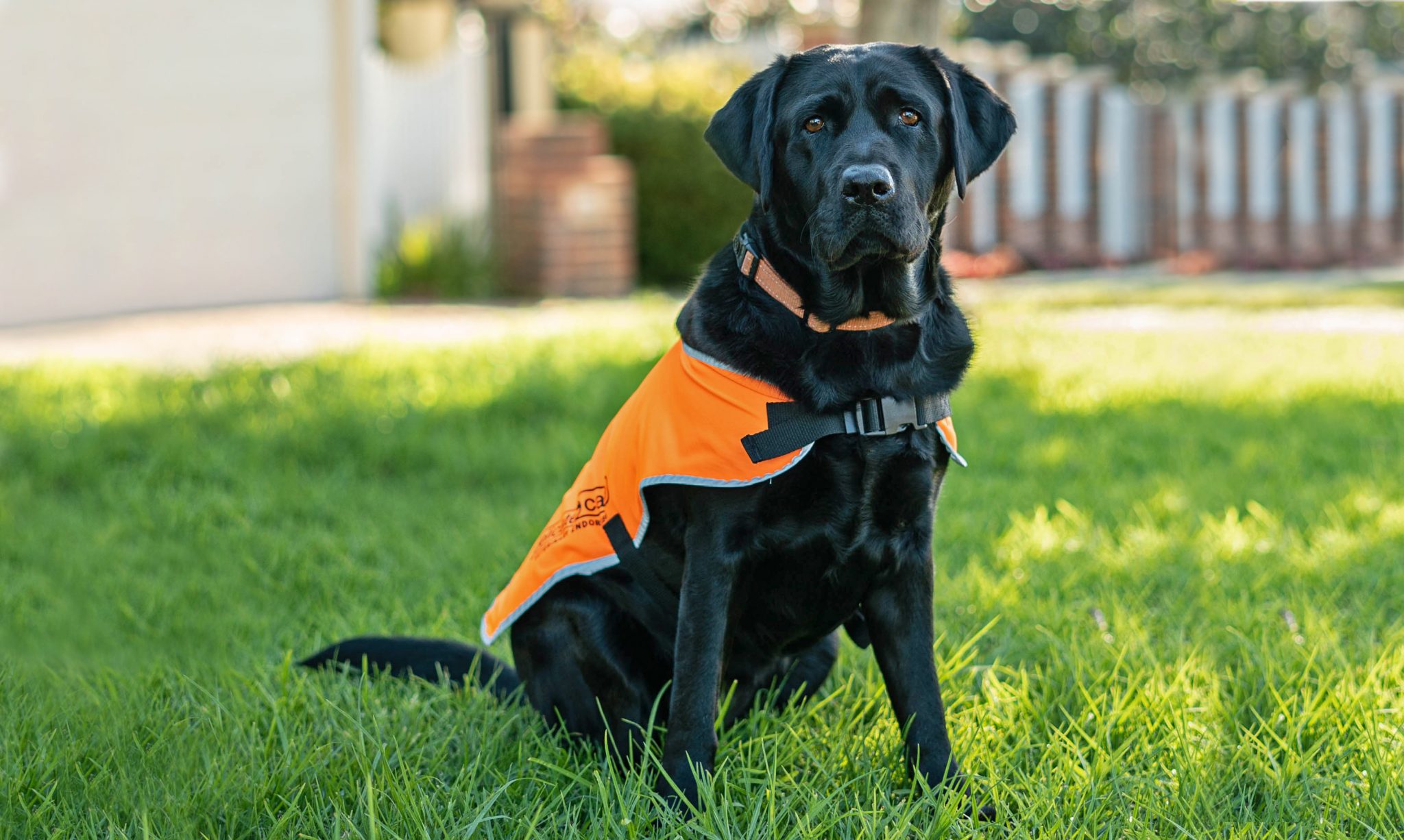 Meet The Ambassador Dogs! | Guide Dogs WA