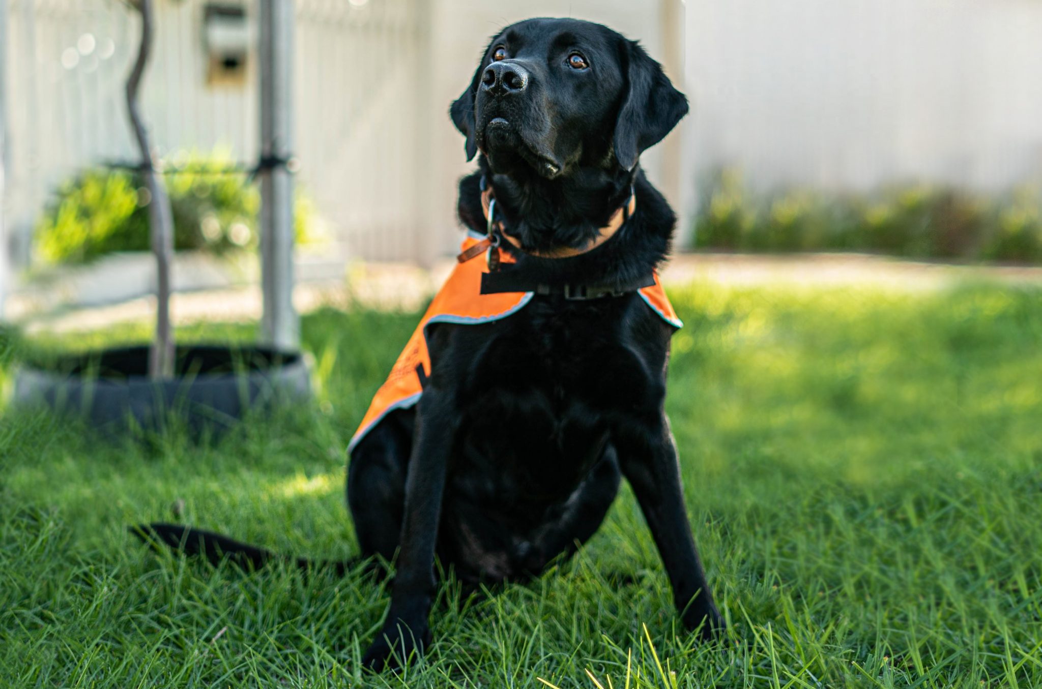 Meet The Ambassador Dogs! | Guide Dogs WA