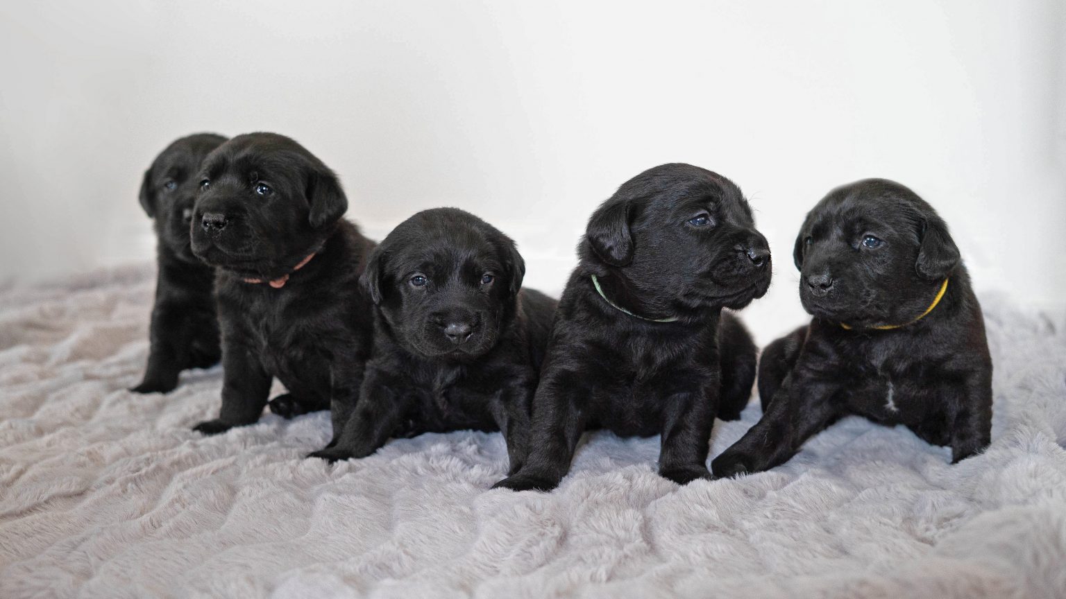 Local Breeding & Cadet Training Programs - Guide Dogs WA