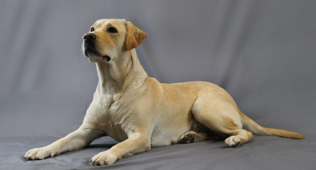 Our Broods | Guide Dogs WA