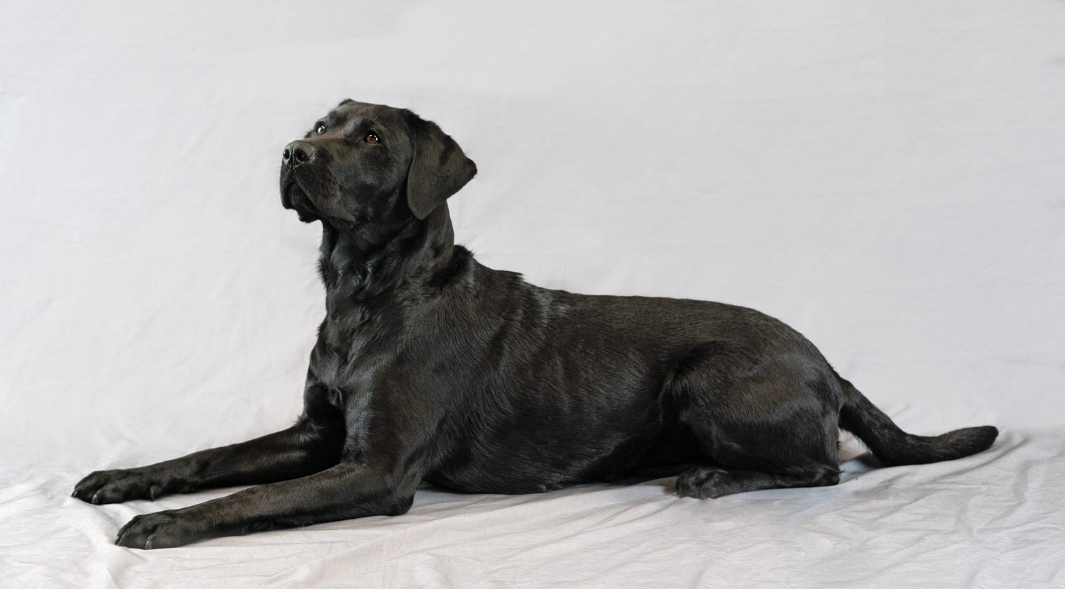 Our Broods | Guide Dogs WA