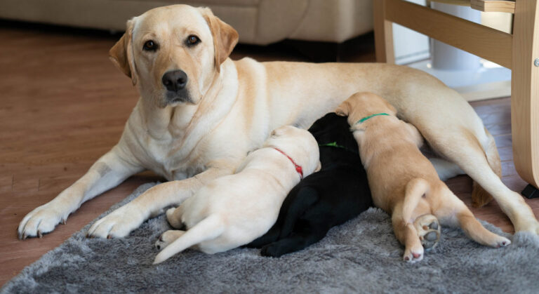About Us - Guide Dogs WA