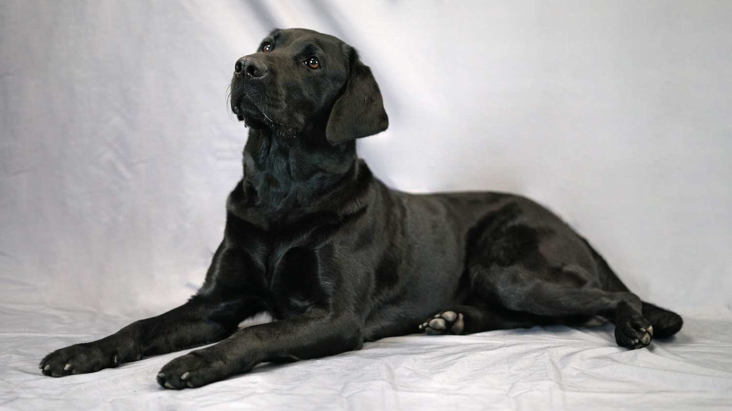 Our Broods | Guide Dogs WA
