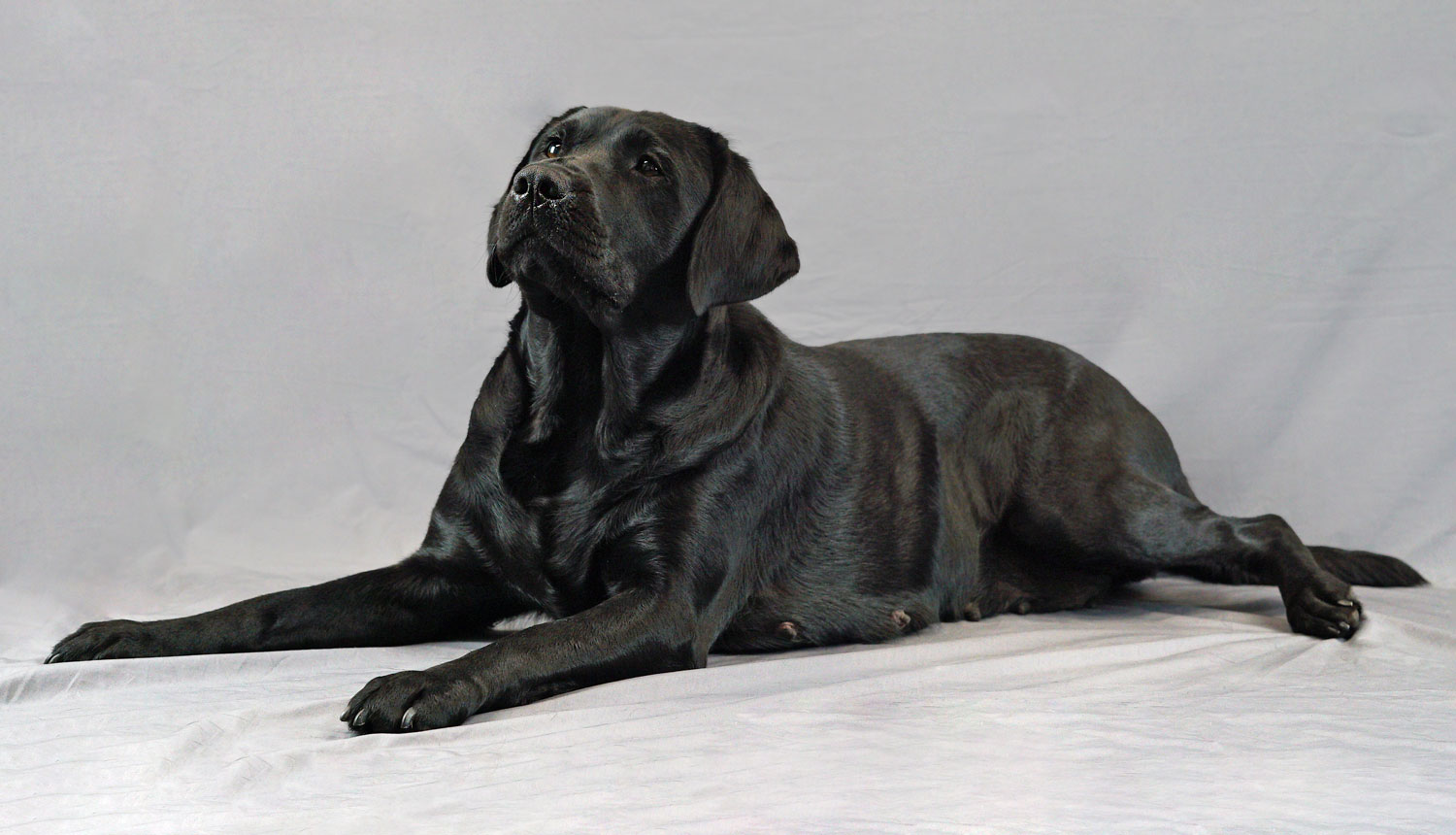 Our Broods | Guide Dogs WA