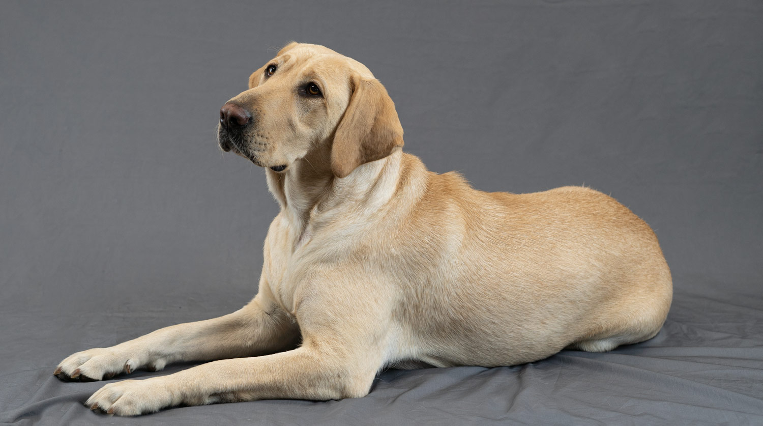 Our Broods | Guide Dogs WA