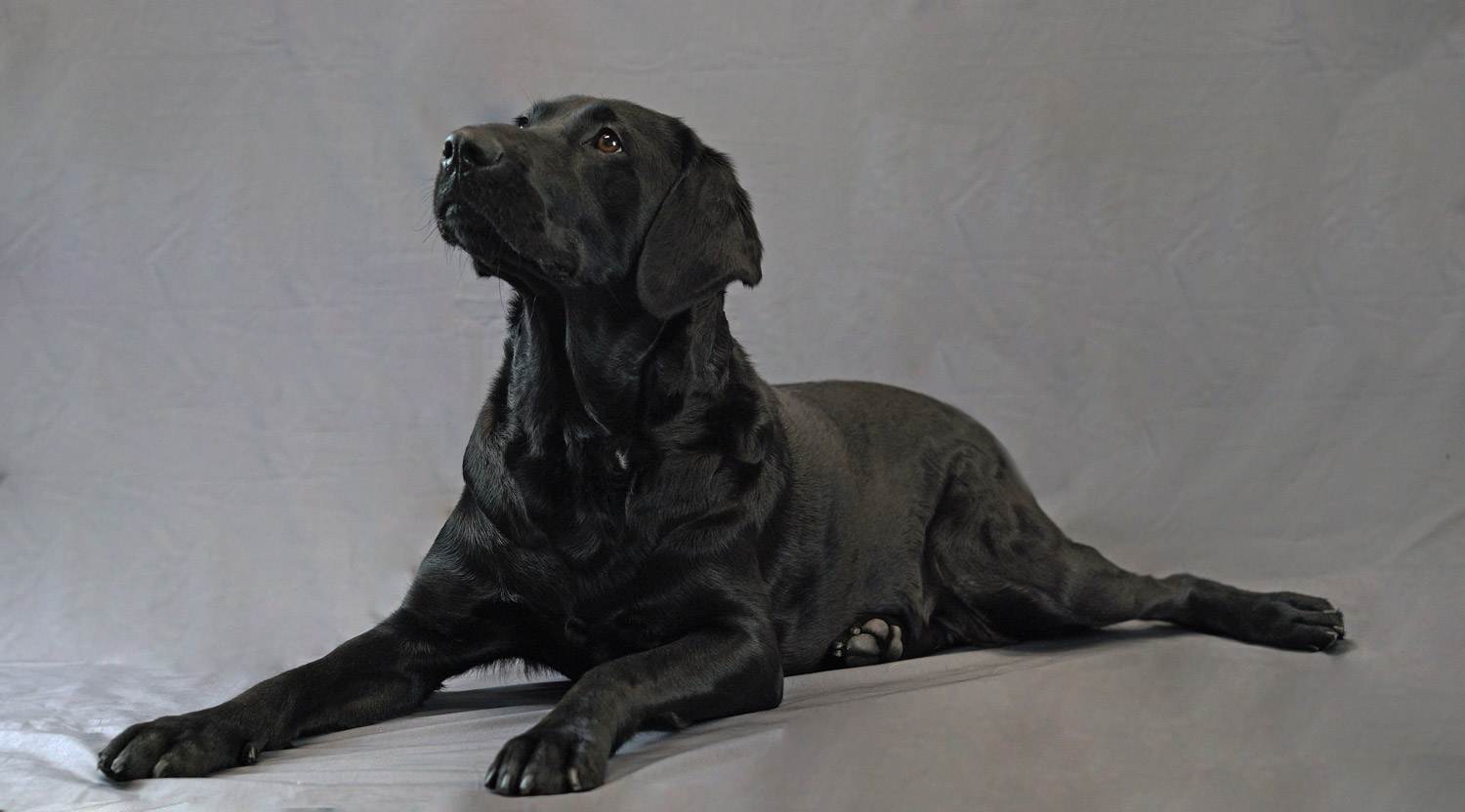 Our Broods | Guide Dogs WA