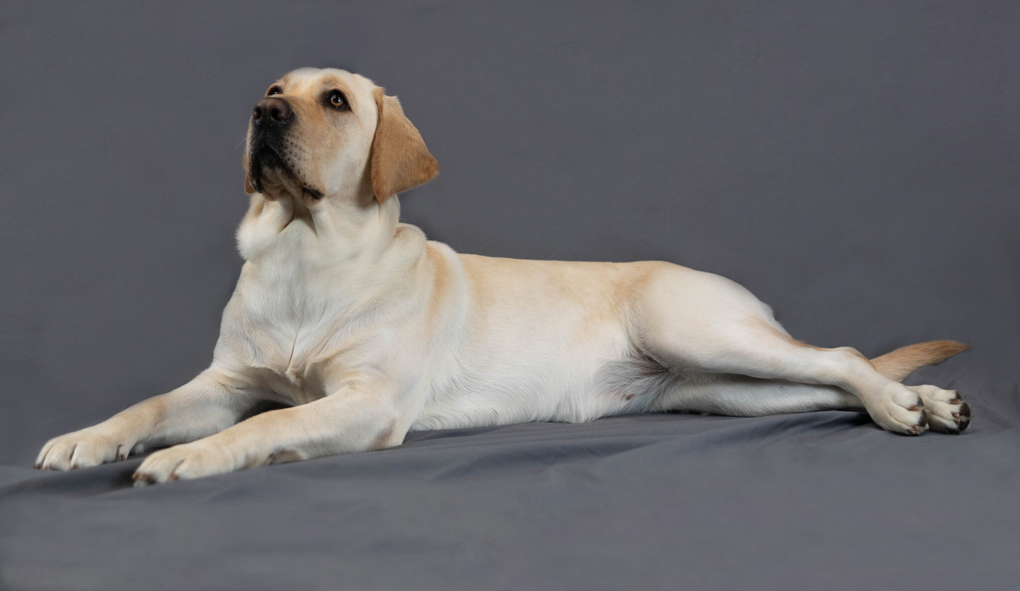 Our Broods | Guide Dogs WA