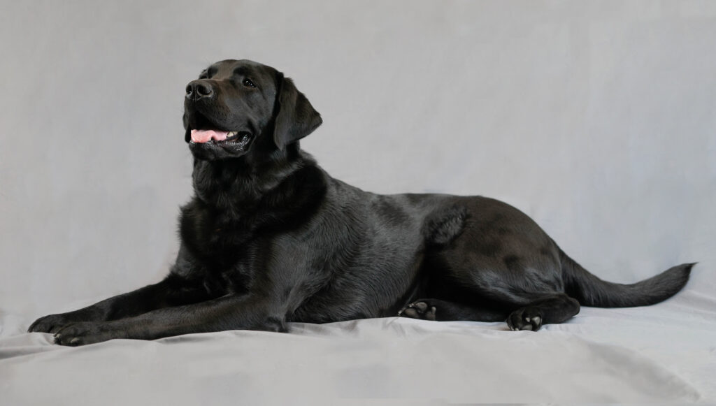 Our Broods | Guide Dogs WA