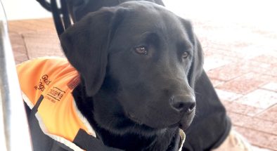 Guide Dogs WA - Guide & Assistance Dog Providers In WA